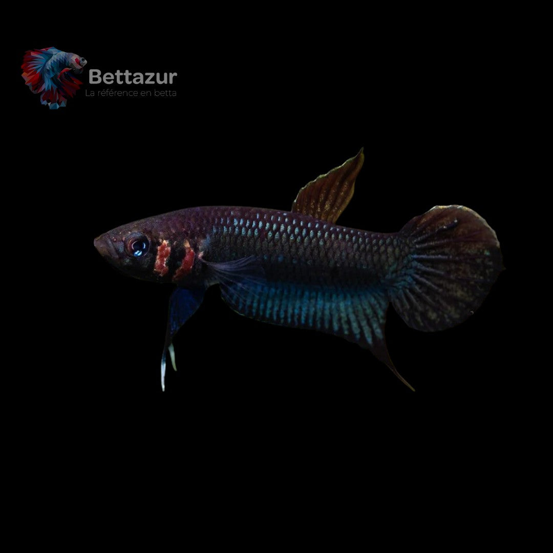 Complexe Betta Foerschi | Bettazur Quebec