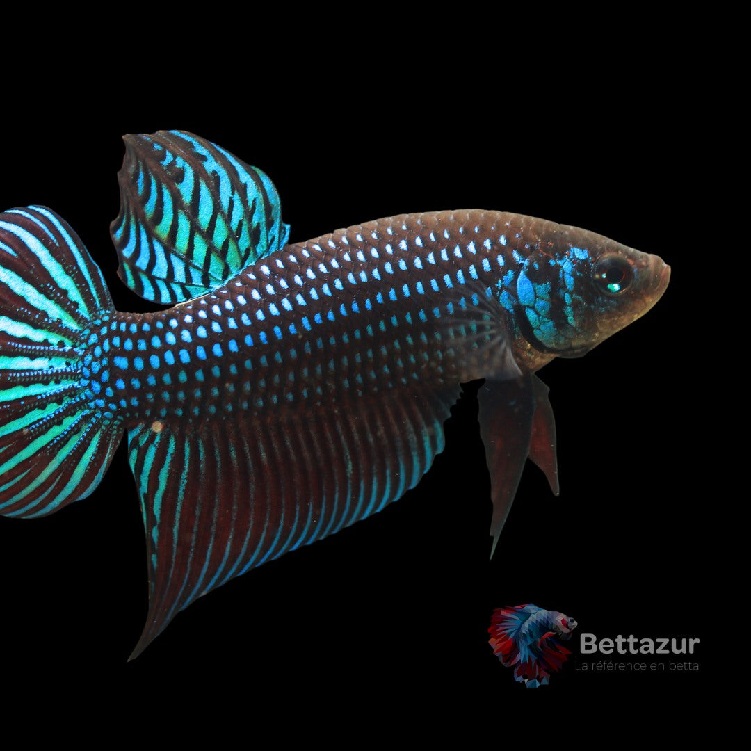 Betta Smaragdina | Bettazur Quebec