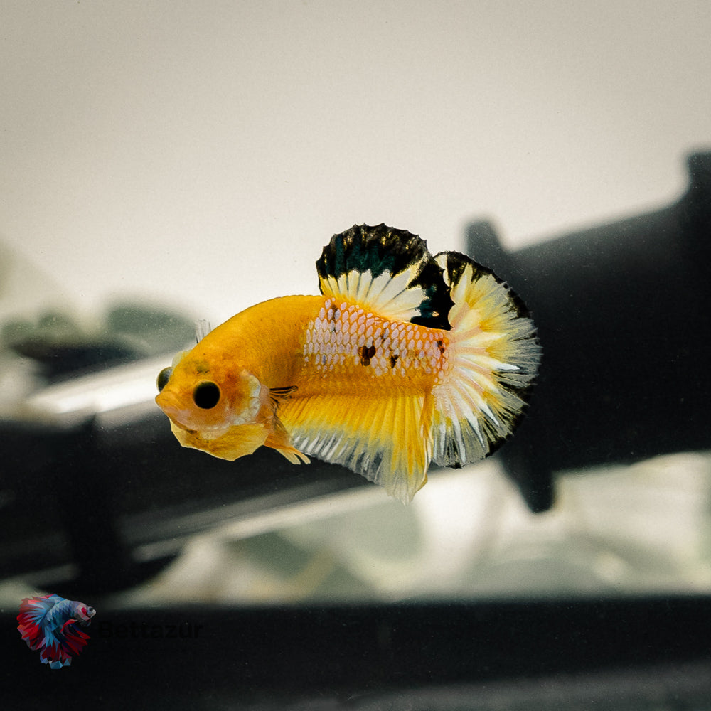HMPK Yellow Fancy FCCP | Mâle PK-MS-10 – Bettazur