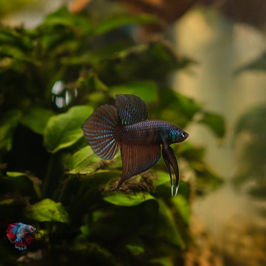 Bettas rares | Collection | Bettazur Quebec